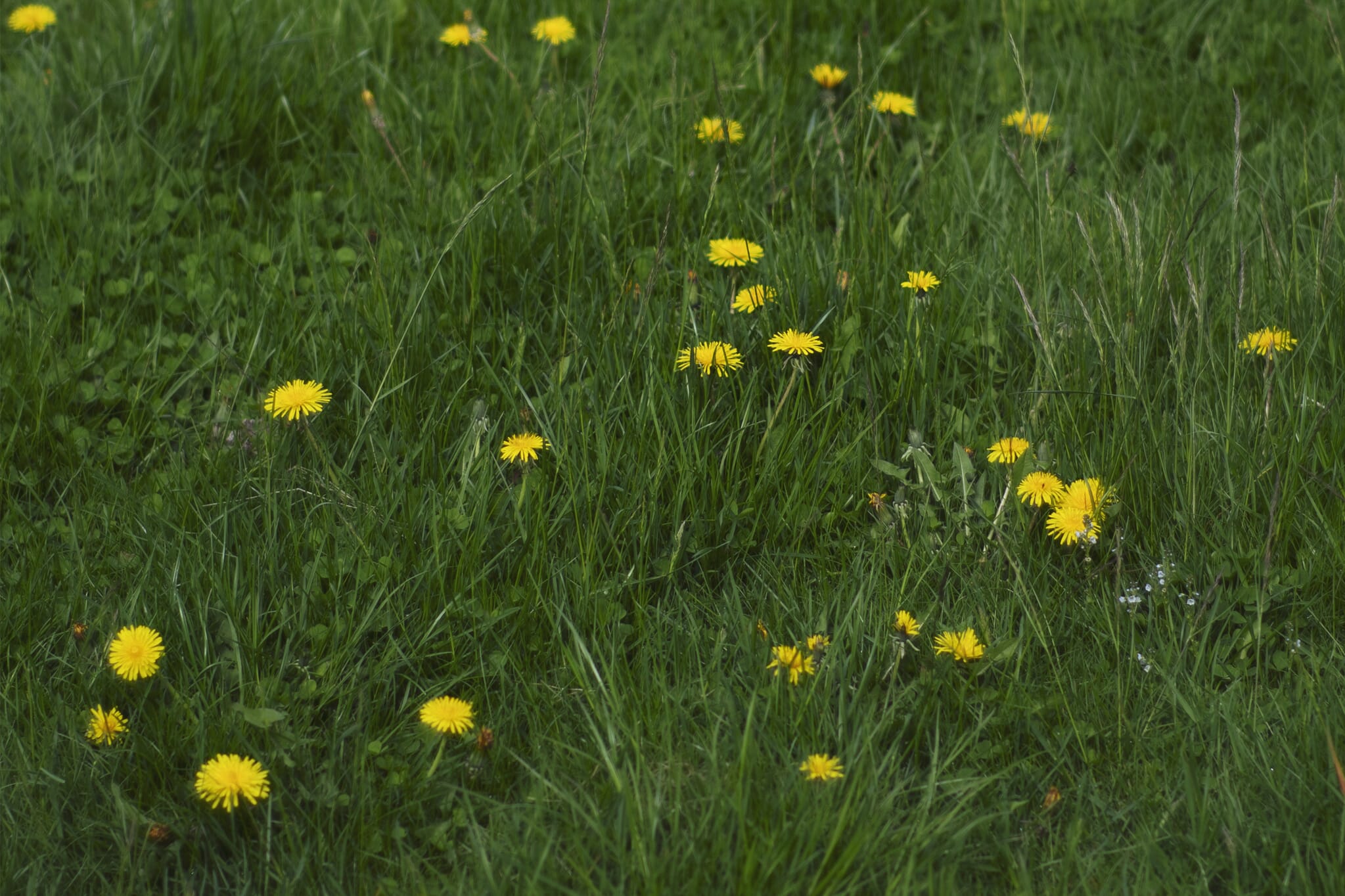 Spiselig ugress - bokashinorge.no