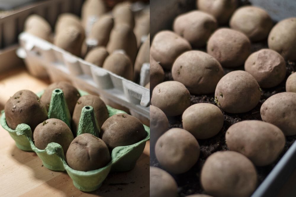 Slik dyrker du poteter selv - forberedelser - bokashinorge.no